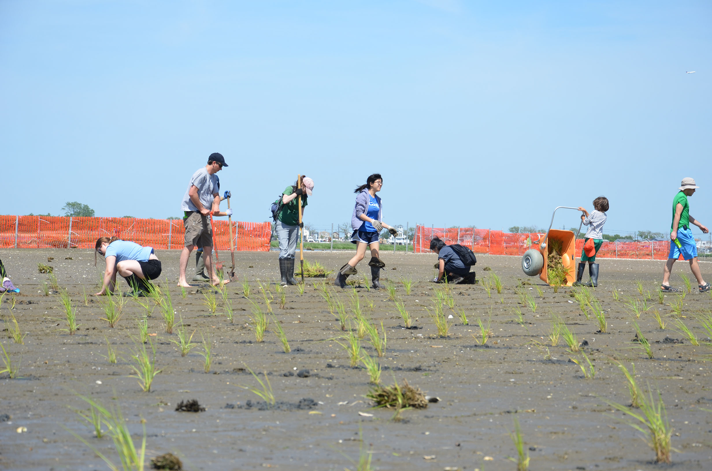 MarshPlanting_06_01_2014_2050 | HarborLAB