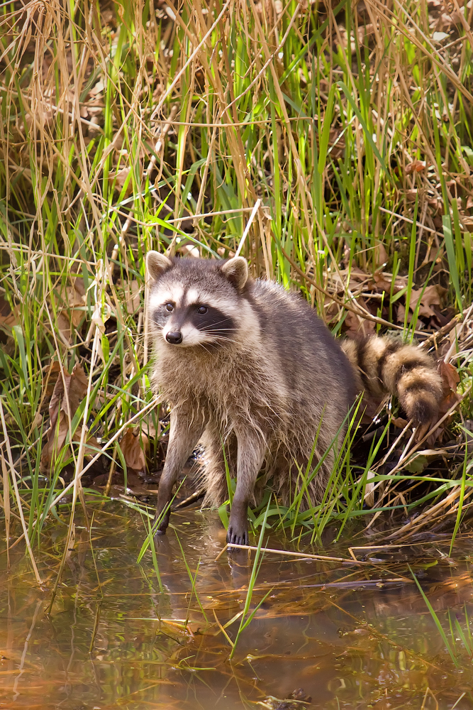 Raccoons’ Amazing Use of Water | HarborLAB